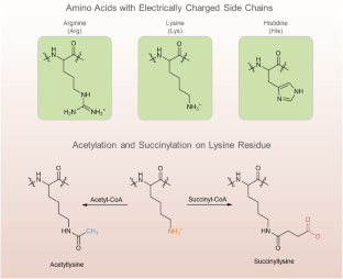 Succinylation Links Metabolism to Protein Functions | SpringerLink