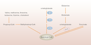 Succinylation Links Metabolism to Protein Functions | SpringerLink