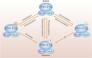 Succinylation Links Metabolism to Protein Functions | SpringerLink