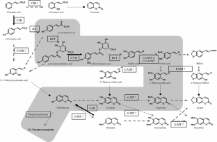 Biosynthesis of coumarins in plants: a major pathway still to be ...