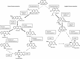 Biosynthesis of coumarins in plants: a major pathway still to be ...