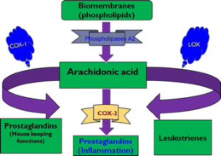 Role of ROS and COX-2/iNOS inhibition in cancer chemoprevention: a ...
