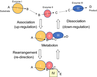 Metabolons in plant primary and secondary metabolism | SpringerLink