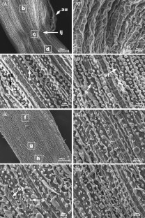 Mutations in the rice liguleless gene result in a complete loss of the ...
