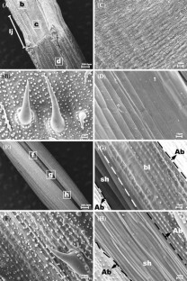 Mutations in the rice liguleless gene result in a complete loss of the ...