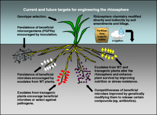 Rhizosphere engineering and management for sustainable agriculture ...