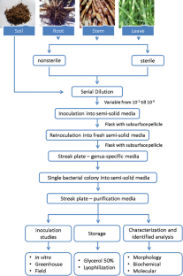 The art of isolating nitrogen-fixing bacteria from non-leguminous plants using N-free semi-solid ...