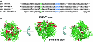 Chlorosome antenna complexes from green photosynthetic bacteria ...