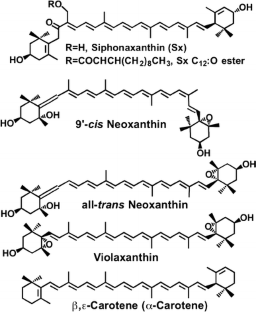 Light-dependent conformational change of neoxanthin in a siphonous ...