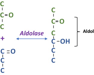 Discovery of the canonical Calvin–Benson cycle | SpringerLink