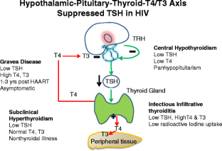 HIV and thyroid dysfunction | SpringerLink