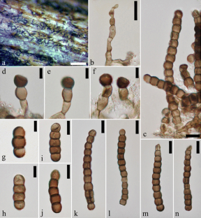 Molecular taxonomy and morphological characterization reveal new ...