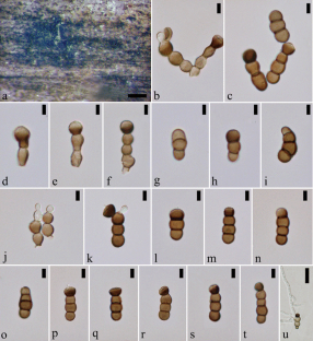 Molecular taxonomy and morphological characterization reveal new ...