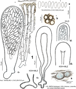 A new connection between wood saprobism and beetle endosymbiosis: the ...