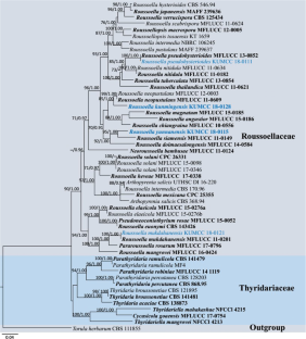 Taxonomic and phylogenetic characterizations reveal two new species and ...