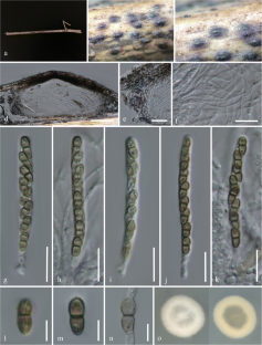 Taxonomic and phylogenetic characterizations reveal two new species and ...