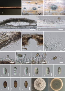 Taxonomic and phylogenetic characterizations reveal two new species and ...