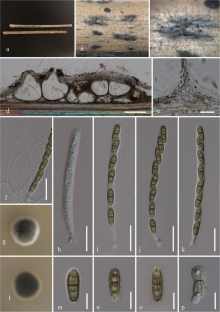 Taxonomic and phylogenetic characterizations reveal two new species and ...