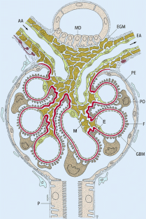 Biologie des Podozyten | SpringerLink