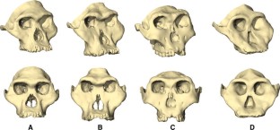 Evolutionary Relationships Among Robust and Gracile Australopiths: An ...