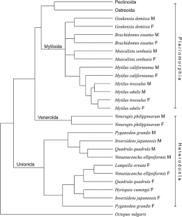Biparental Inheritance Through Uniparental Transmission: The Doubly ...