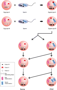 Biparental Inheritance Through Uniparental Transmission: The Doubly ...