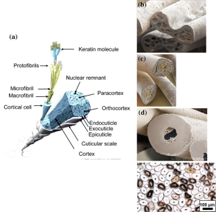 The Structure, Functions, and Mechanical Properties of Keratin ...