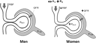 Renal Hyperfiltration in Adolescents with Type 2 Diabetes: Physiology ...