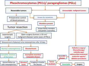 Diagnosis and Management of Pheochromocytoma: A Practical Guide to ...