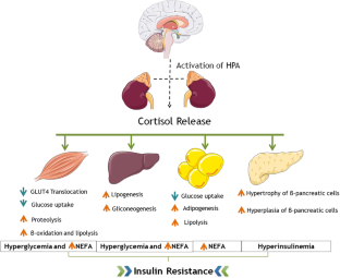 Association Between Cortisol, Insulin Resistance and Zinc in Obesity: a ...