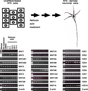 Networking of WNT, FGF, Notch, BMP, and Hedgehog Signaling Pathways ...