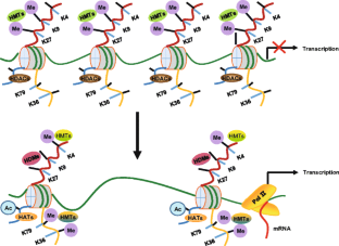 Epigenetic Control of Reprogramming and Transdifferentiation by Histone ...