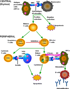 Molecular Mechanisms in Autoimmune Type 1 Diabetes: a Critical Review ...