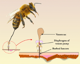 Immunology of Bee Venom | SpringerLink