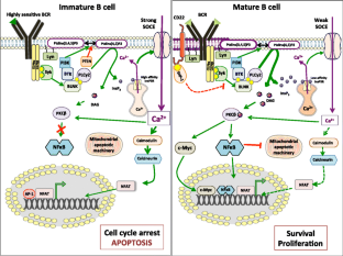 Calcium Signaling: From Normal B Cell Development to Tolerance ...