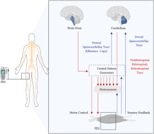 A Review of Functional Electrical Stimulation Treatment in Spinal Cord ...