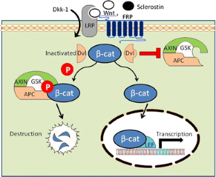 Pathophysiology of CKD-MBD | SpringerLink
