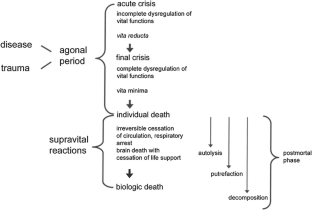 Methods for determining time of death | SpringerLink