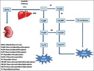 Capecitabine-Induced Severe Toxicity Secondary to DPD Deficiency and ...