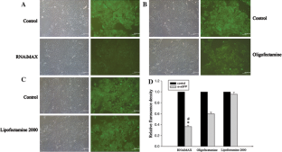 Lipofectamine RNAiMAX: An Efficient siRNA Transfection Reagent in Human ...