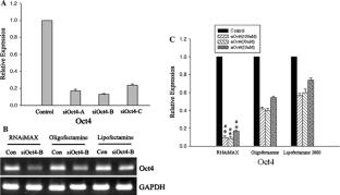 Lipofectamine RNAiMAX: An Efficient siRNA Transfection Reagent in Human ...