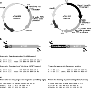 Strep-tag II and Twin-Strep Based Cassettes for Protein Tagging by ...