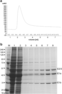 Strep-tag II and Twin-Strep Based Cassettes for Protein Tagging by ...