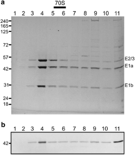 Strep-tag II and Twin-Strep Based Cassettes for Protein Tagging by ...