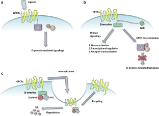 β-Arrestins as Potential Therapeutic Targets for Alzheimer’s Disease ...