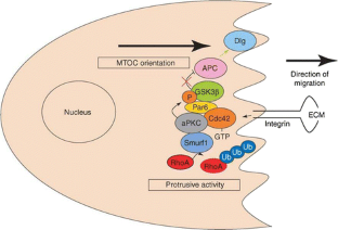 Apico-basal polarity complex and cancer | SpringerLink