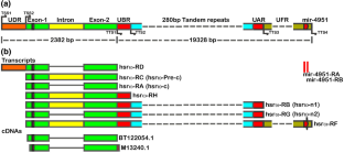 Conservation of gene architecture and domains amidst sequence ...