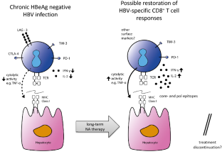 Immunological cure of HBV infection | SpringerLink