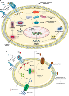 Bacterial Virulence Factors: Secreted for Survival | SpringerLink