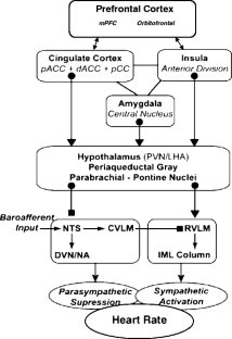 Heart Rate Variability, Prefrontal Neural Function, and Cognitive ...